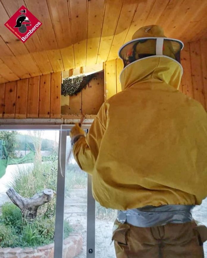 Benidorm area bees create an unwelcome buzz inside a property on Spain ...