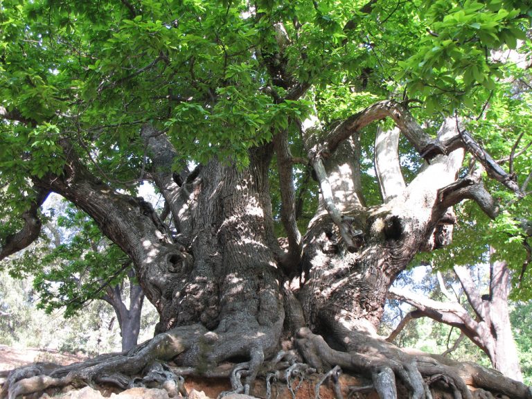 Ten of the most amazing and interesting trees to visit in Spain - Olive ...