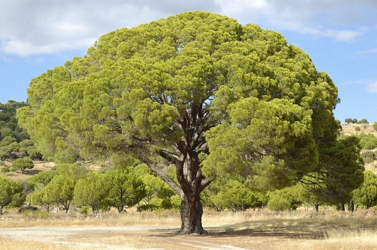 Ten of the most amazing and interesting trees to visit in Spain - Olive ...