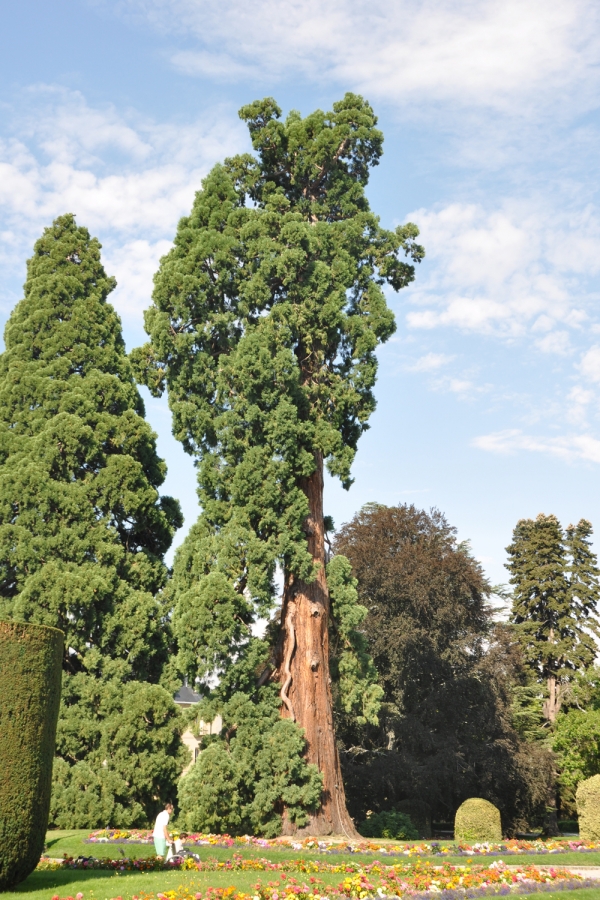 Ten of the most amazing and interesting trees to visit in Spain - Olive ...