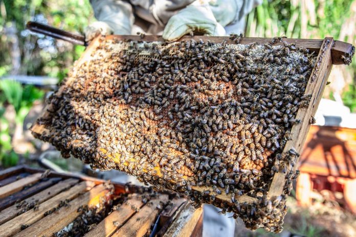 BEE BANDIT: 21 hives stolen from farm in Spain's Mallorca - Olive Press ...
