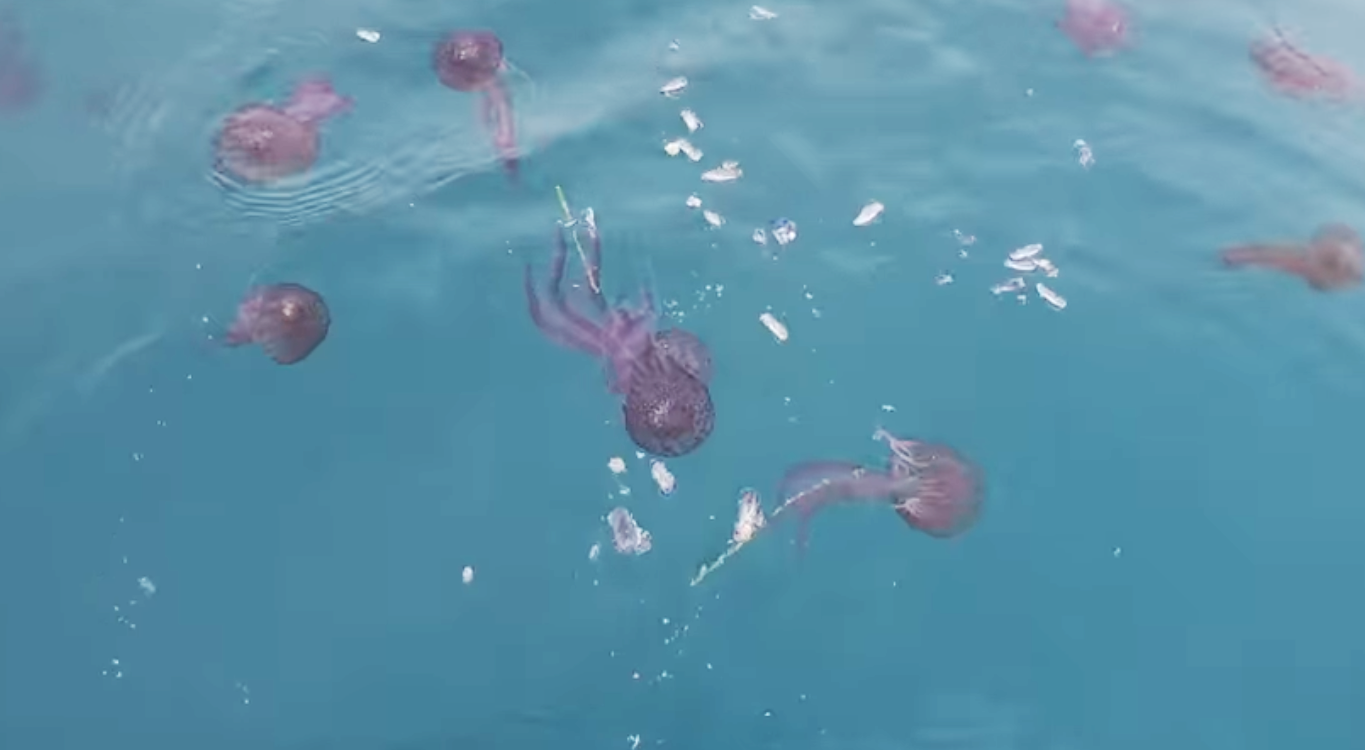 Thousands of dangerous jellyfish swarm beaches of Spain’s Costa Blanca ...