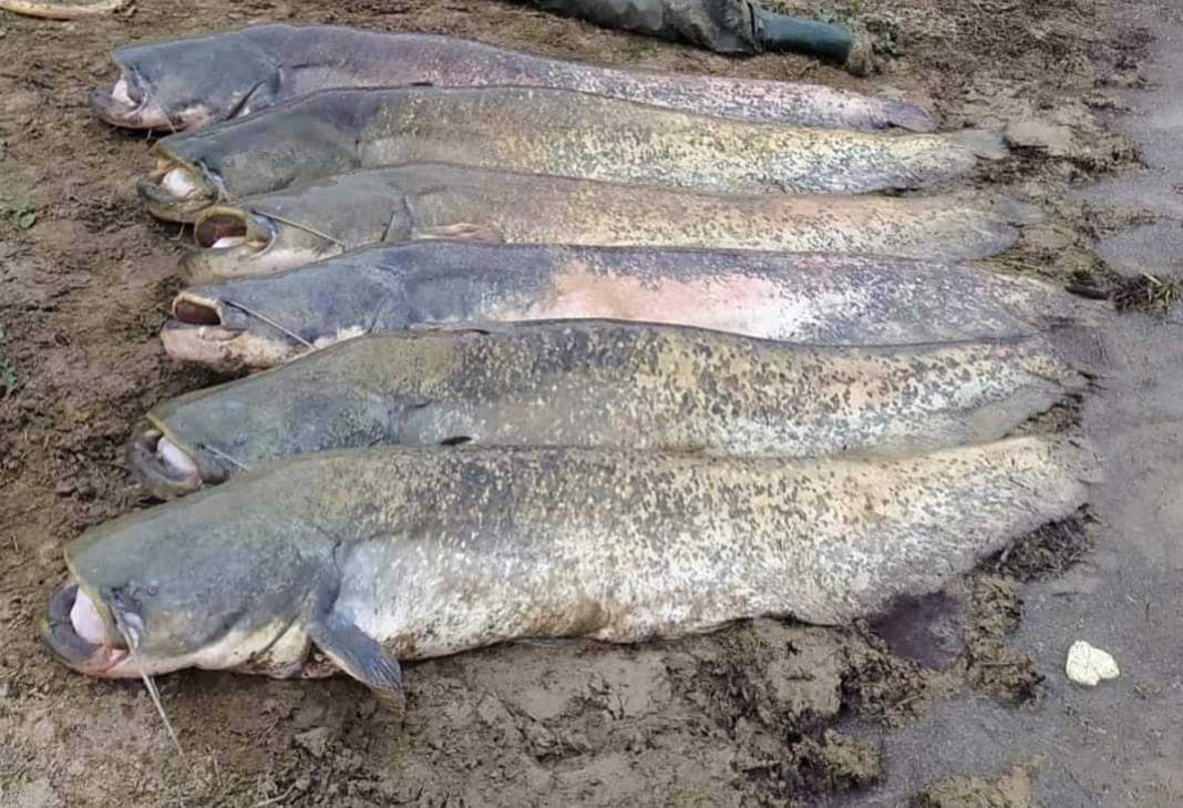 Giant 100 kg catfish caught in Sevilla’s Guadalquivir River - Olive ...