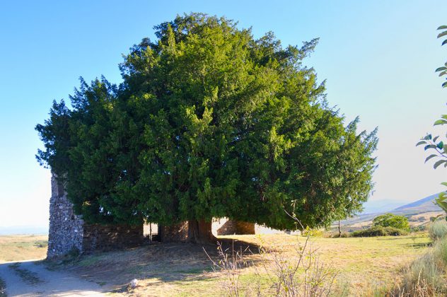 Ten of the most amazing and interesting trees to visit in Spain - Olive ...