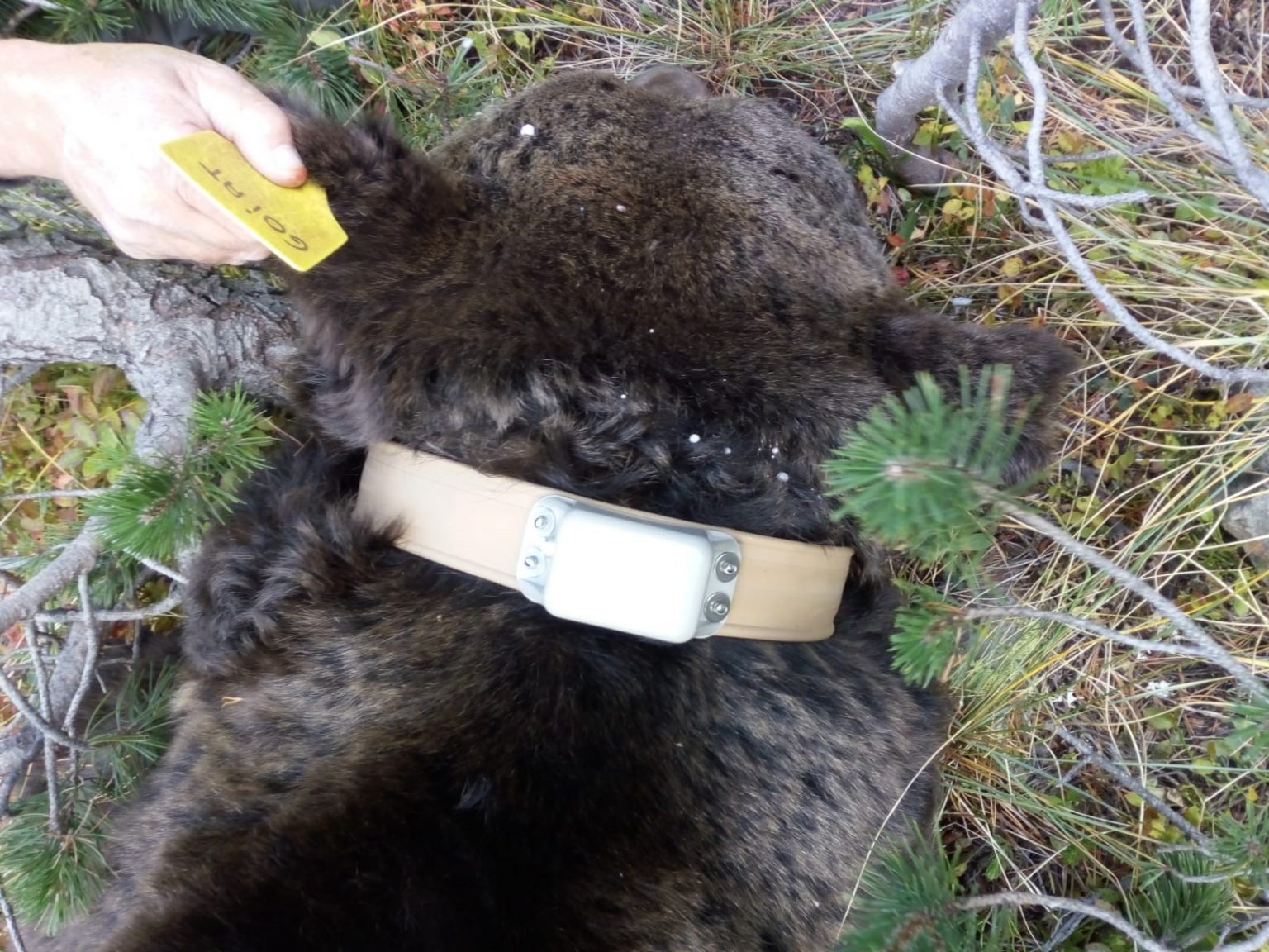 PRIME SUSPECT: Paw of blame pointed at bear for string of grizzly ...