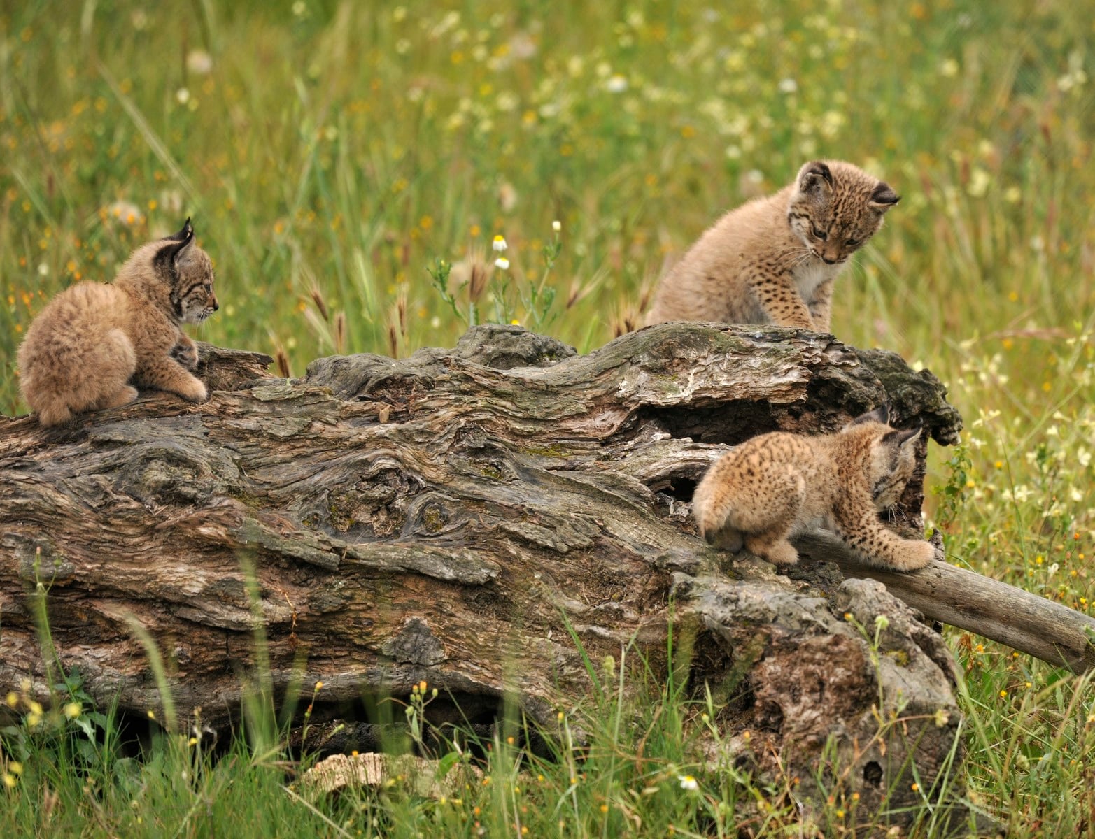 Iberian lynx: How Spain brought the world's most endangered cat back ...