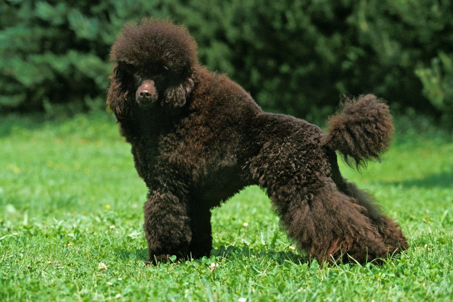 Giant poodle becomes the first pet in Spain known to have the British ...