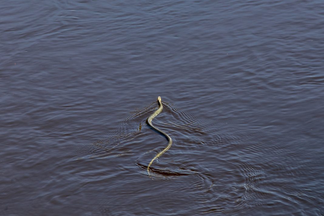 WATCH: Huge snake spotted on Chipiona Beach in Spain’s Cadiz - Olive ...