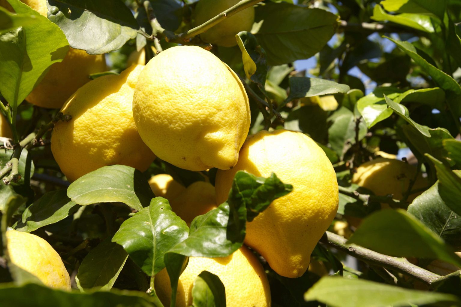 'BITTER TASTE' for lemon growers feeling the squeeze on the Costa ...