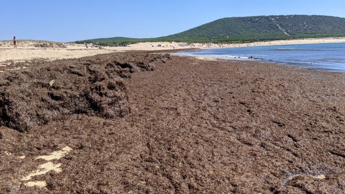 EXPLAINED: What is the thick brown sludge clogging up beaches in Spain ...