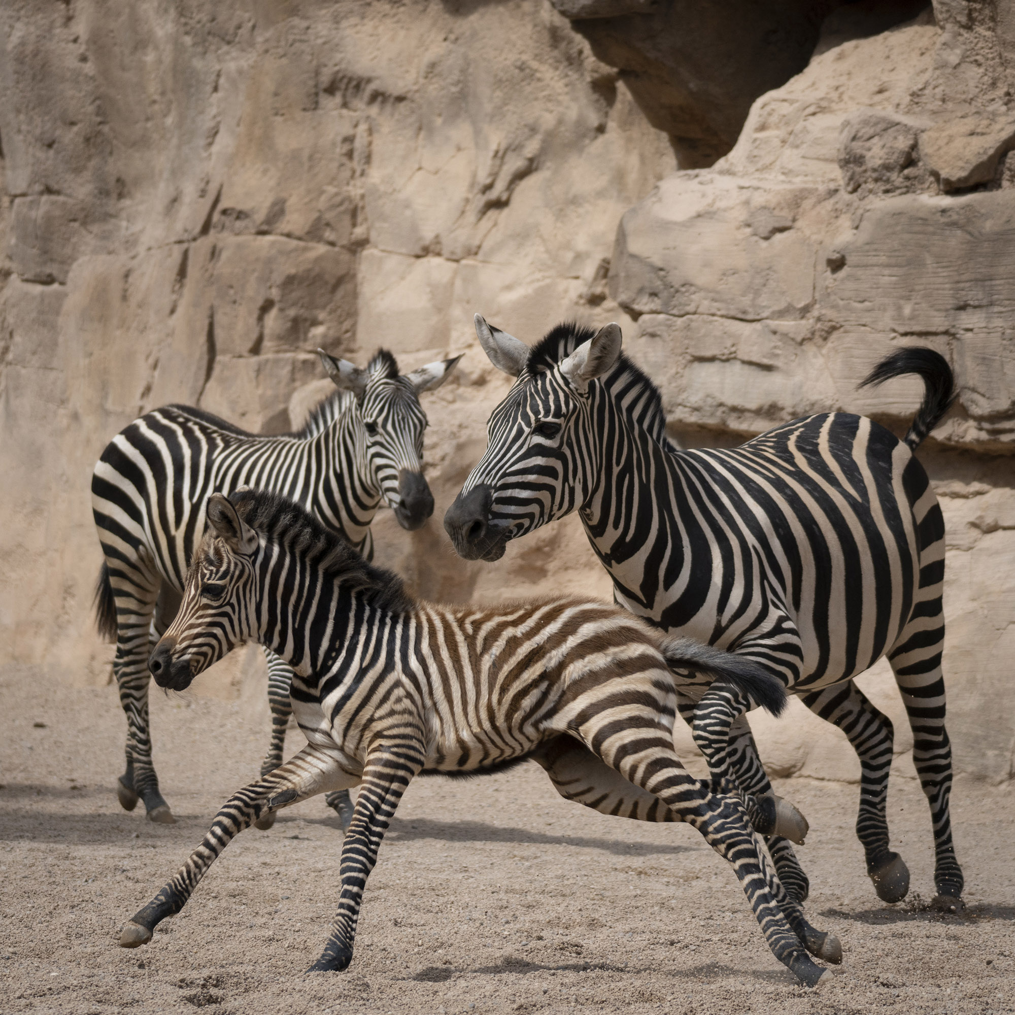 WATCH: Newborn zebra frolics with siblings at safari park in Spain’s ...