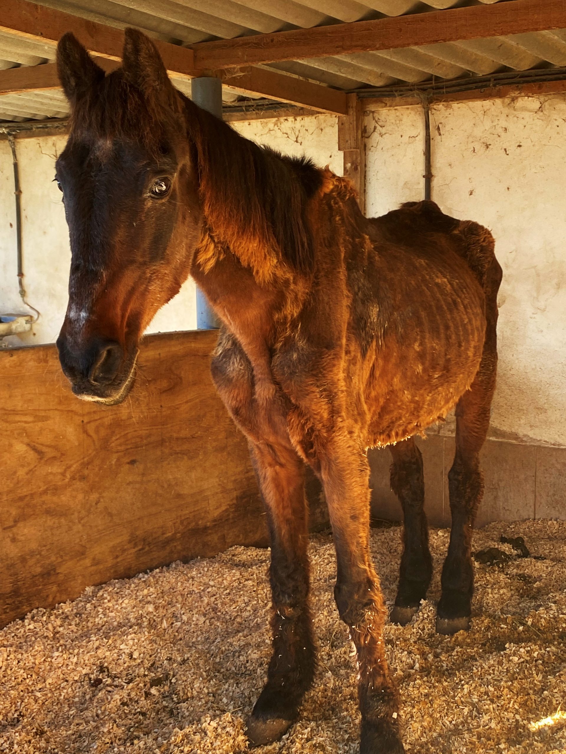 VIEW WITH CAUTION: Charity rescues ‘skeletal’ horse in “worst case of ...