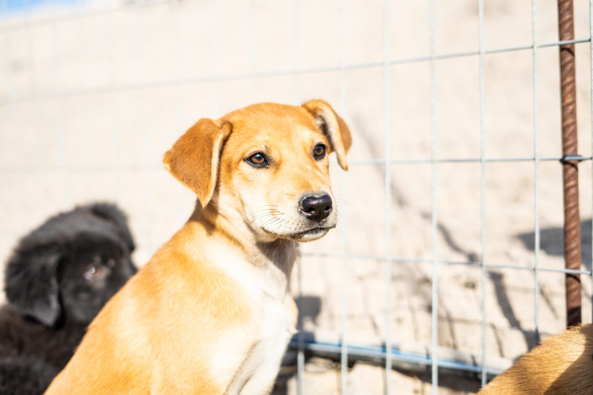 Animals in Spain awarded new legal status as ‘sentient beings’ rather ...