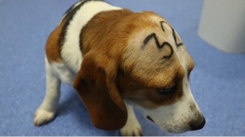 Animal Testing On Beagles