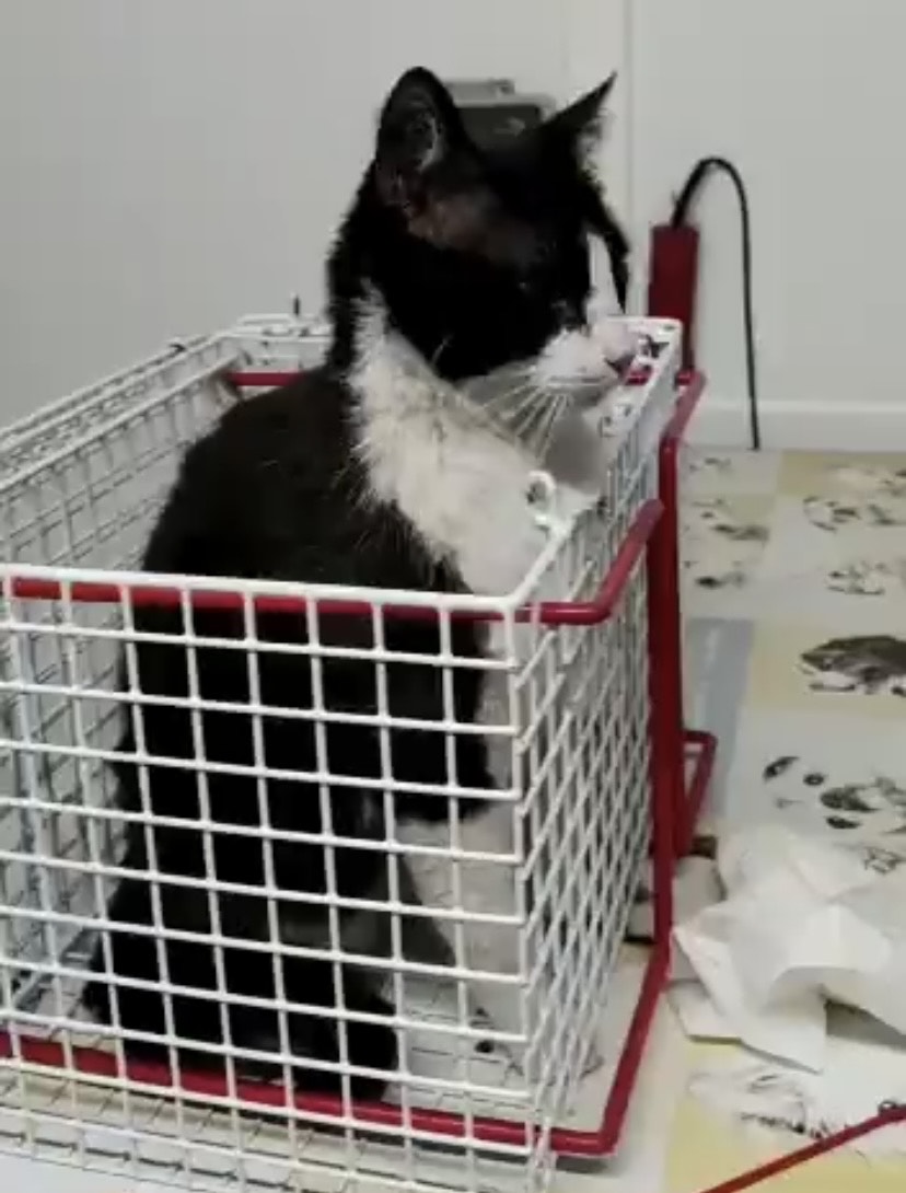 WATCH: Police save cat overcome by toxic fumes from volcano in La Palma ...