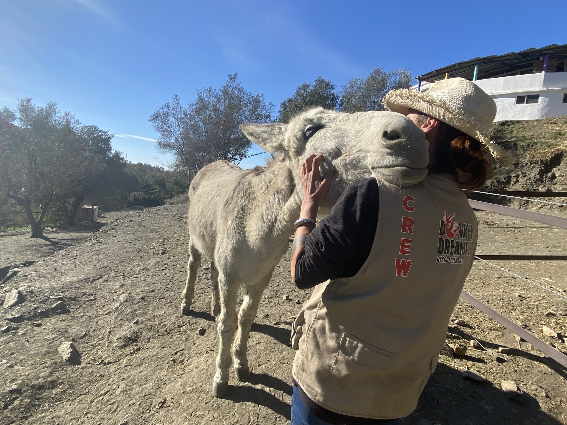 Donkey Dreamland: Discover a refuge for mistreated donkeys on Spain’s ...