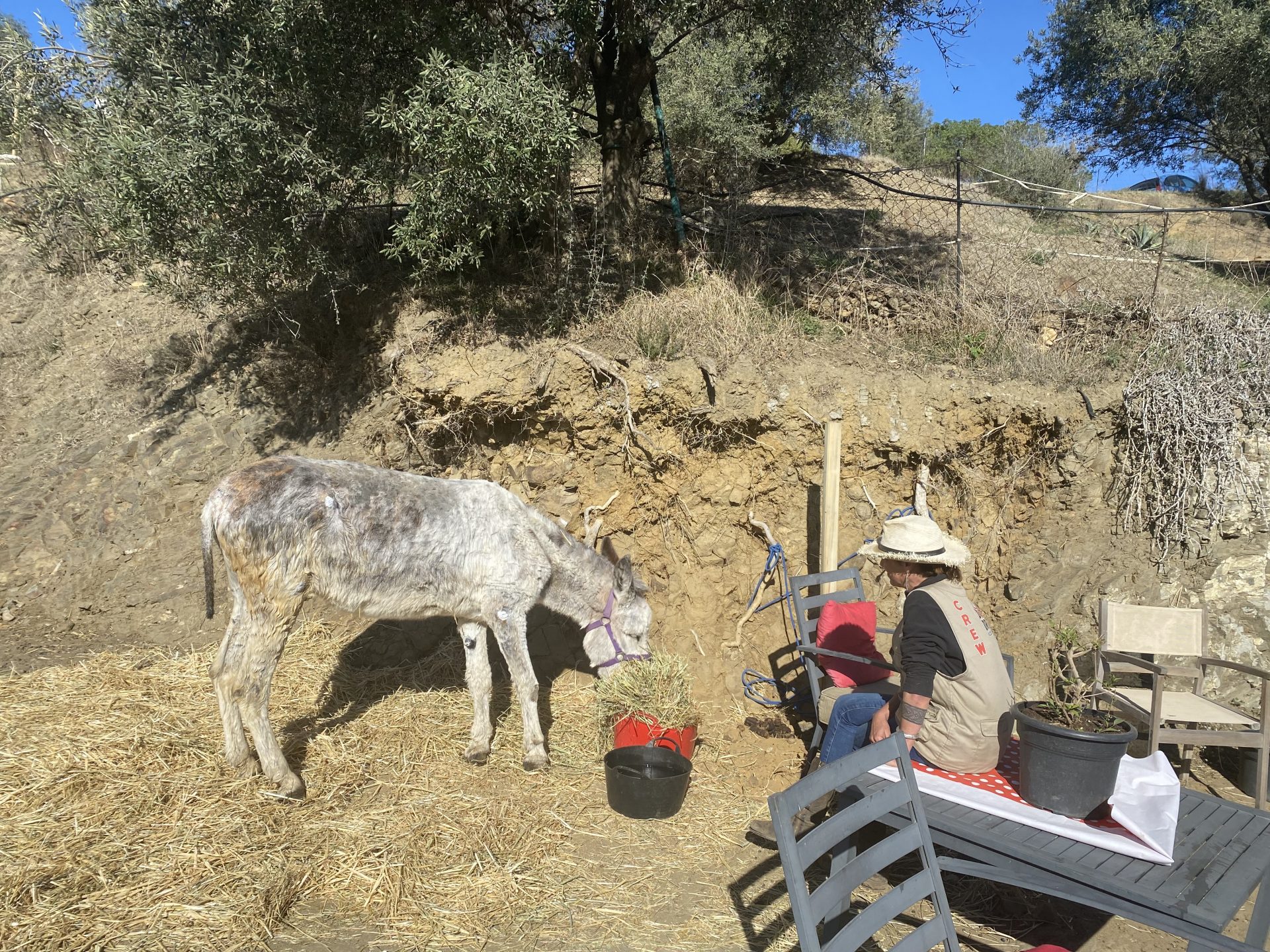 Donkey Dreamland: Discover a refuge for mistreated donkeys on Spain’s ...
