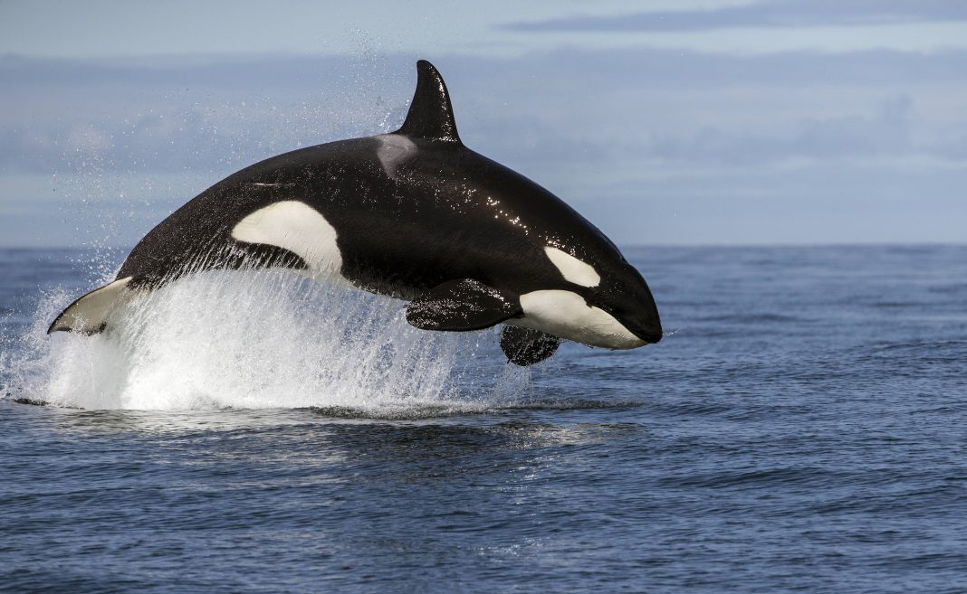 Drug smugglers in Spain's Andalucia lie about orca attack to cover up ...