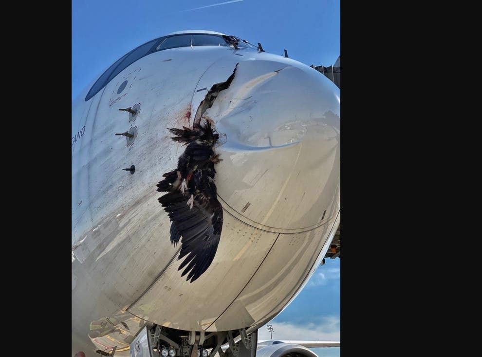 Given the bird: How falcons are used to protect Spain's airports from ...