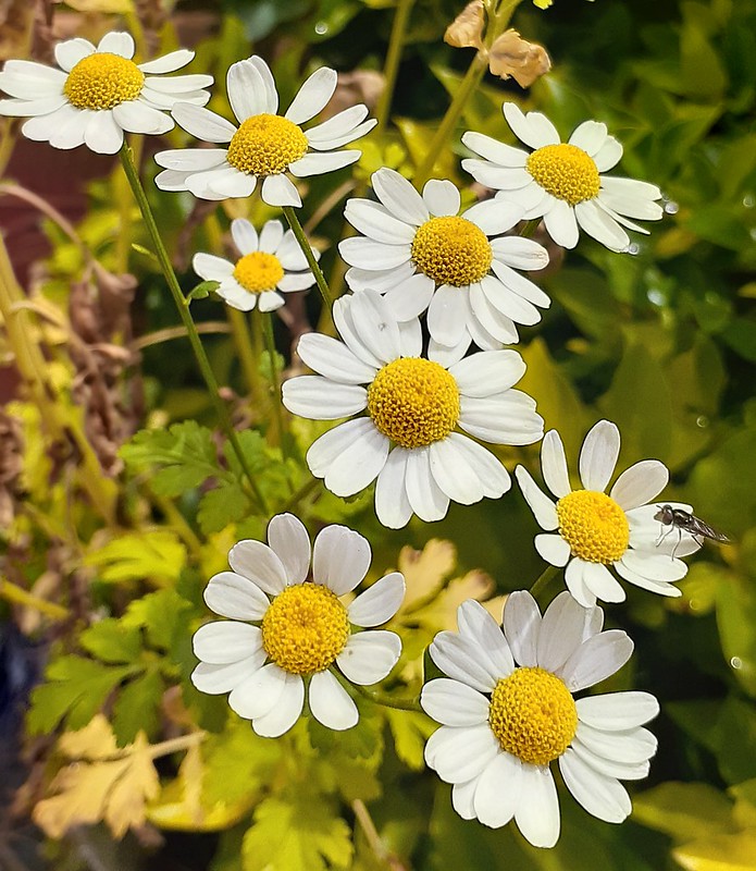 Lessons from a Spanish granny: 10 timeless homemade remedies that ...