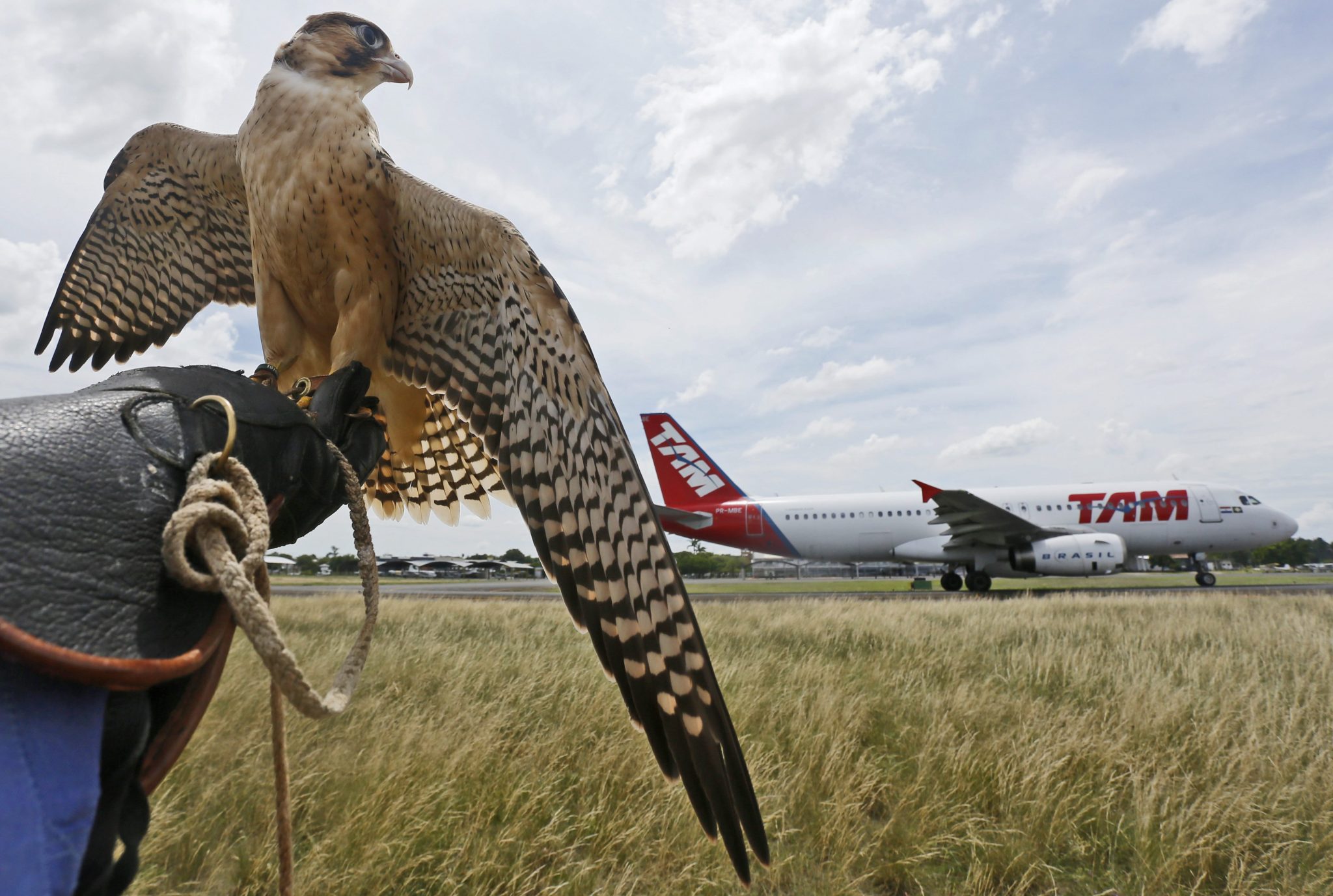 Given the bird: How falcons are used to protect Spain's airports from ...