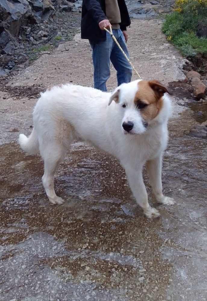 Shaggy dog stories: Diary of a volunteer at ADANA animal shelter in ...