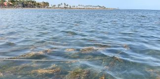 San Juan's midsummer night's fiesta - Olive Press News Spain