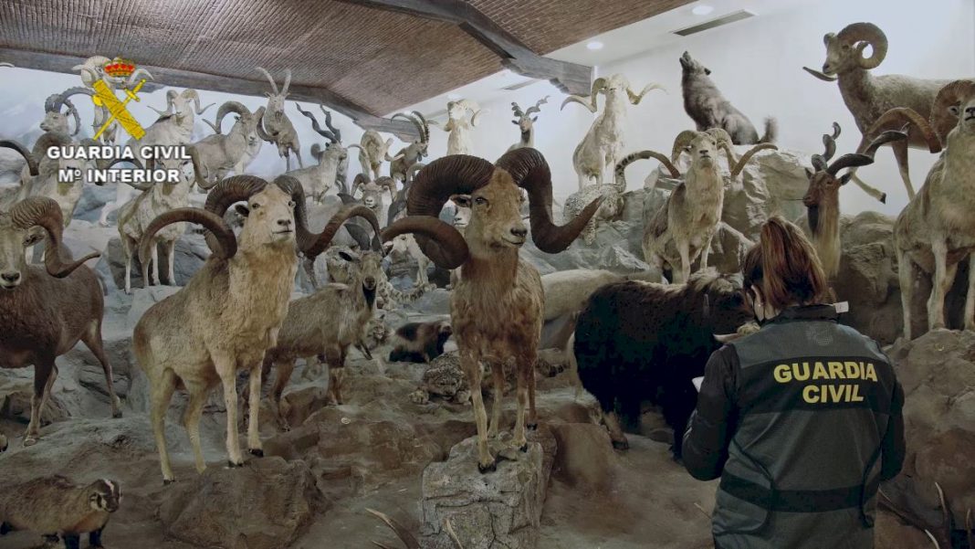 Massive stuffed animal collection with rare and extinct species worth € ...