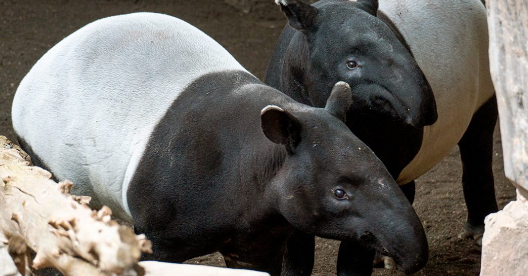 Artificial insemination plan for endangered tapirs who won’t mate at ...