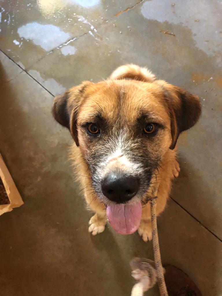 The Lonely Boys: Shaggy dog stories from Adana animal shelter in ...