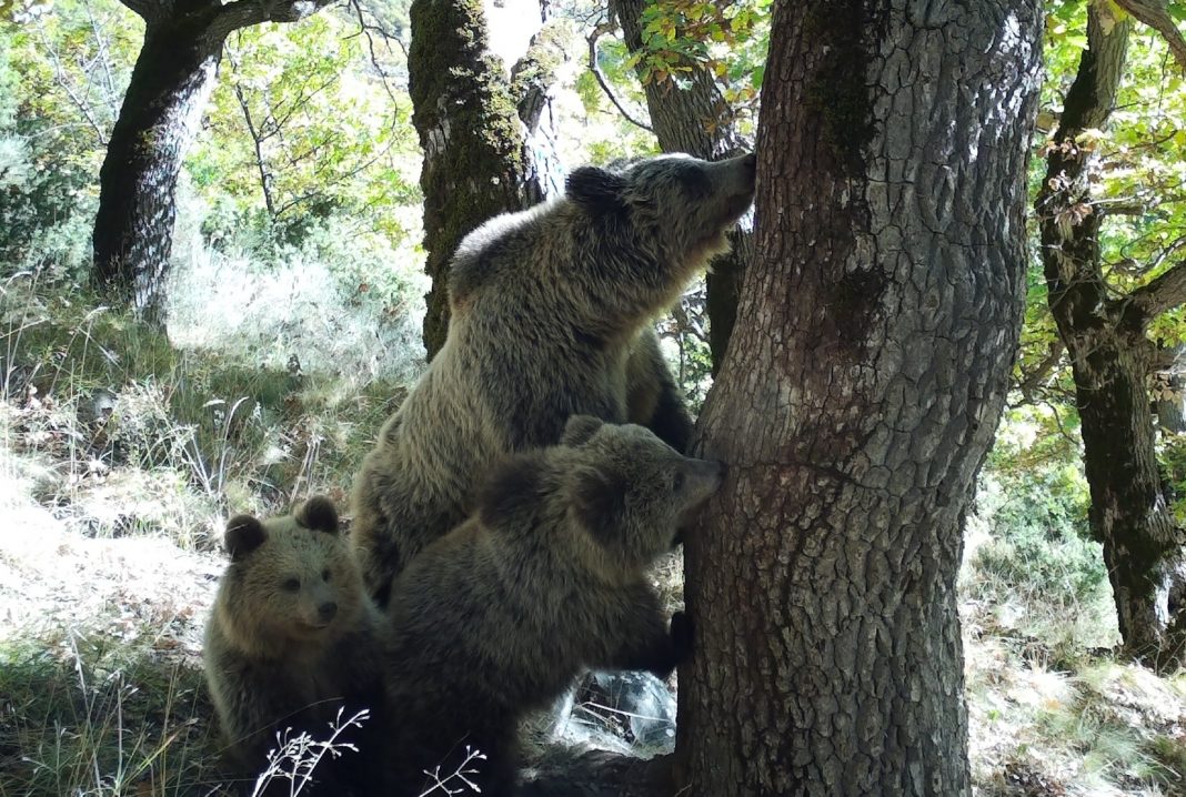 How the brown bear has been brought back from the brink of extinction ...