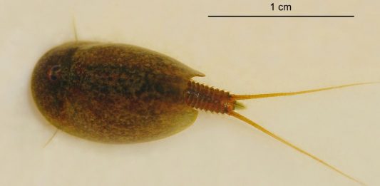 How scientists in Valencia are pinning hopes on protecting the oldest ...