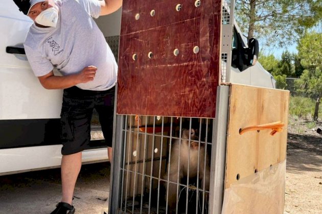 Circus monkey rescued in Ukraine starts his new life in Spain's ...