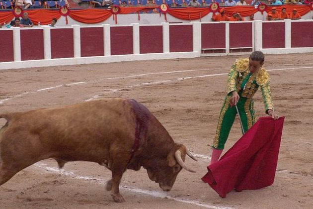 Beauties and the beasts: A look at some of Spain's female bullfighters ...