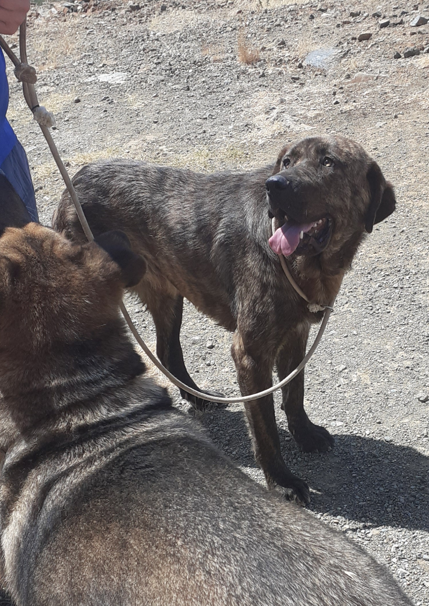 Shaggy dog stories: Surviving the heatwave and how sausages are proving ...