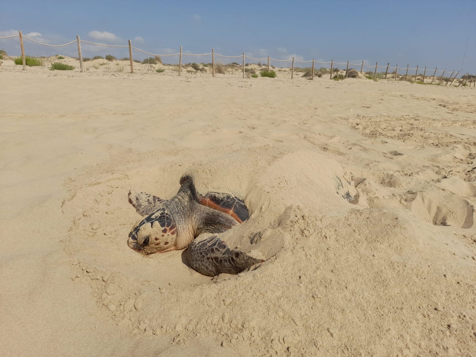 Summer of surprises: Unexpected boon of loggerhead turtles nesting in ...