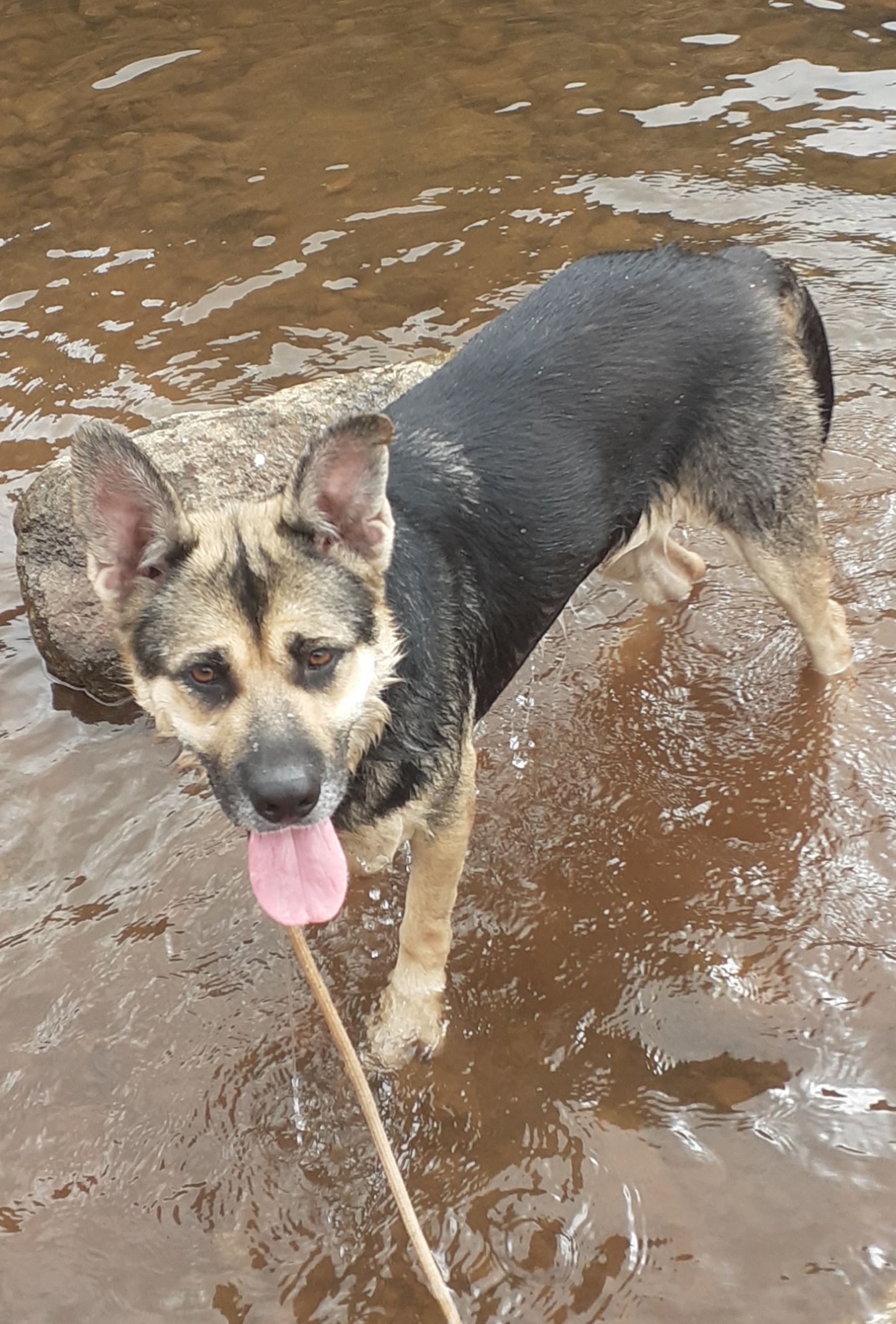 Shaggy dog stories: Surviving the heatwave and how sausages are proving ...