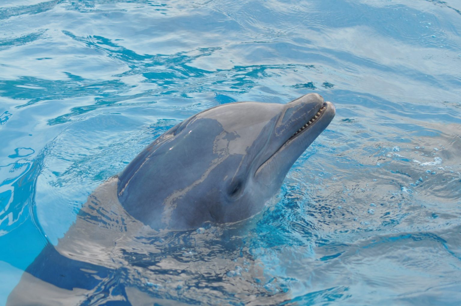 Costa del Sol zoo transfers nine captive dolphins to China – but why ...