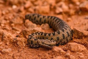 Spain is home to 11 types of snakes, three of them venomous vipers—but ...