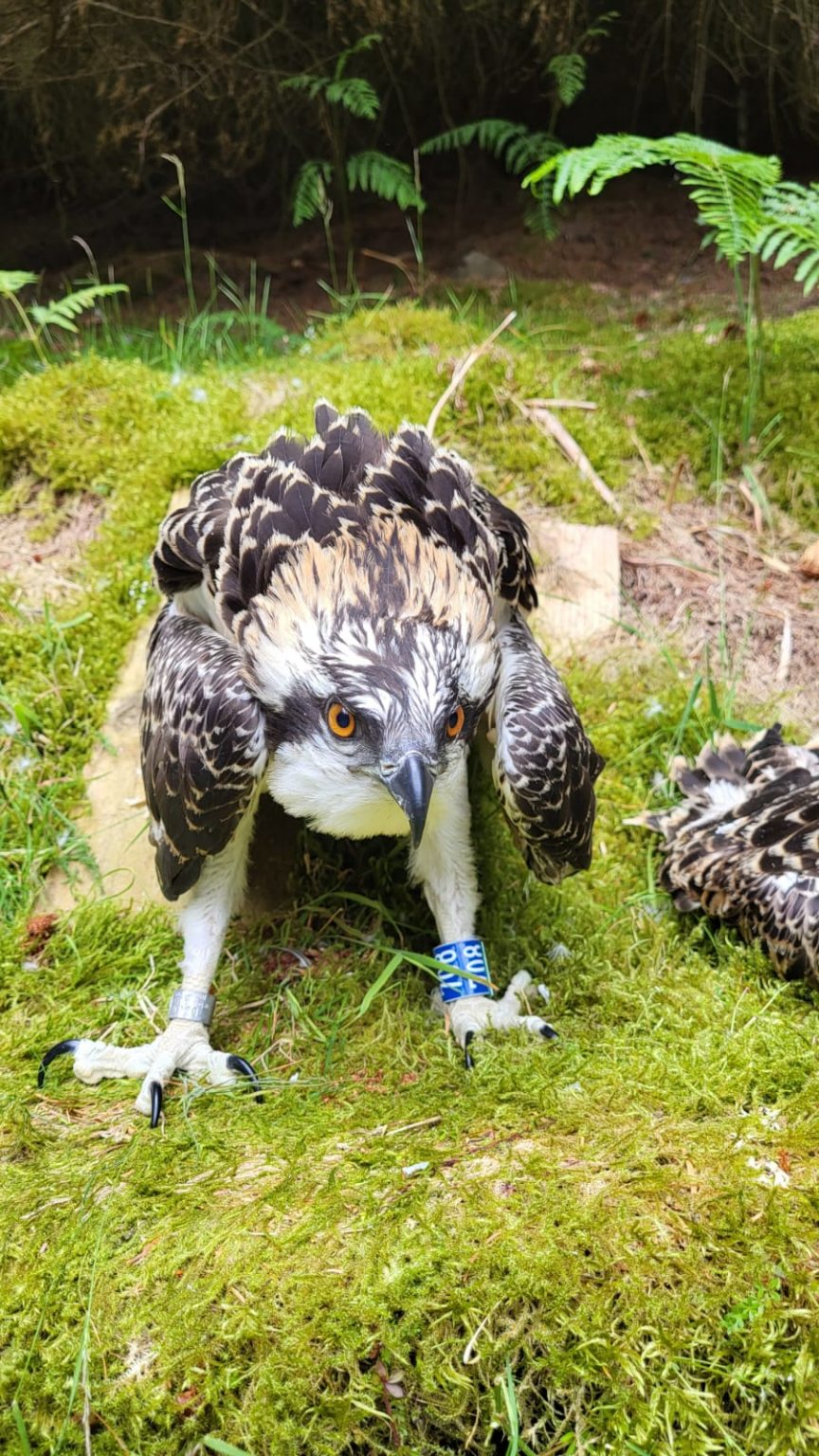 Flying comeback: UK Conservation Without Borders: Missing Osprey lands ...