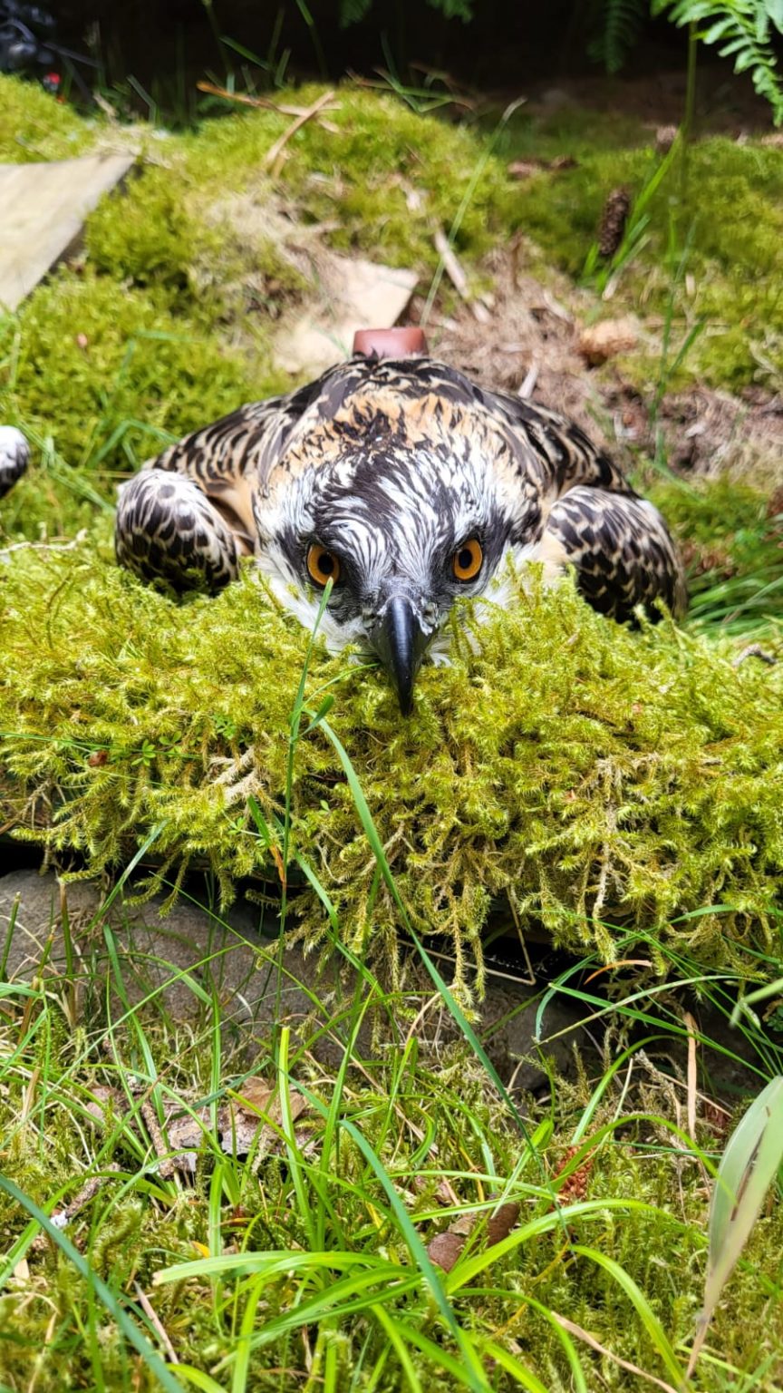 Flying comeback: UK Conservation Without Borders: Missing Osprey lands ...