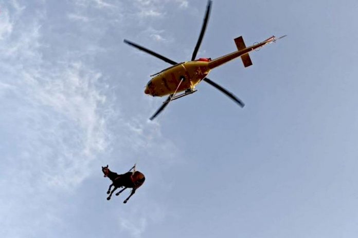 Helicopter hoists out trapped horse from ditch on Spain's Costa Blanca ...