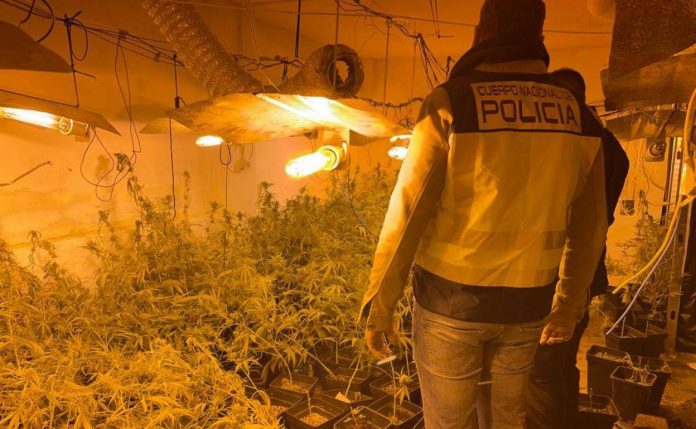 High-speed police chase uncovers big indoor marijuana farm in Spain's ...