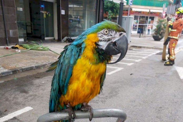 Feathers ruffled as parrot gets rescued from shop fire in Spain's ...