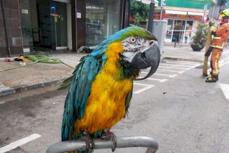 Feathers ruffled as parrot gets rescued from shop fire in Spain's ...