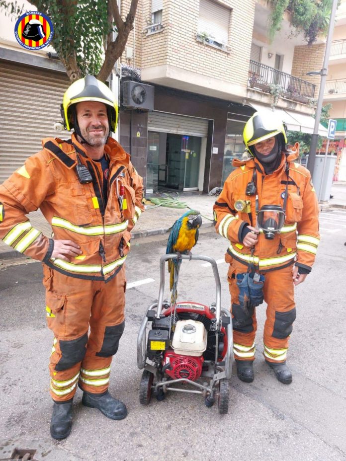 Feathers ruffled as parrot gets rescued from shop fire in Spain's ...