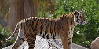 Benidorm News - The Olive Press Spanish Newspaper