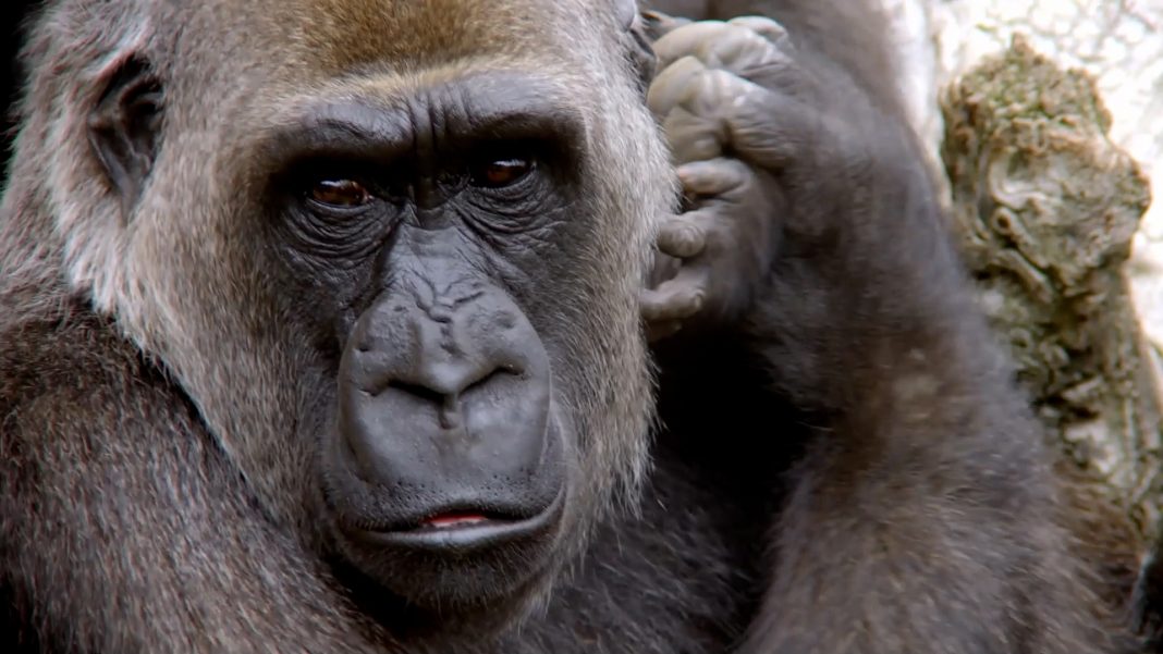 WATCH: The crazy lengths Fuengirola zoo must go to keep the animals ...