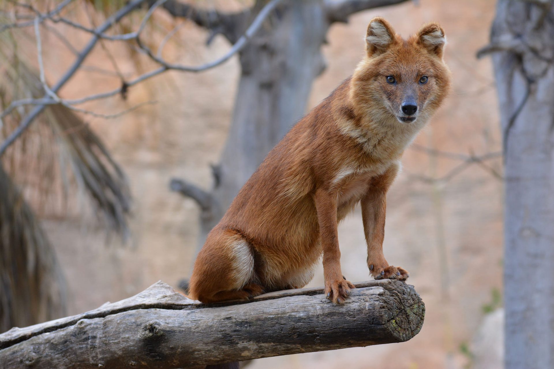 Pair of endangered Asian wild dogs arrive at Benidorm's Terra Natura in ...