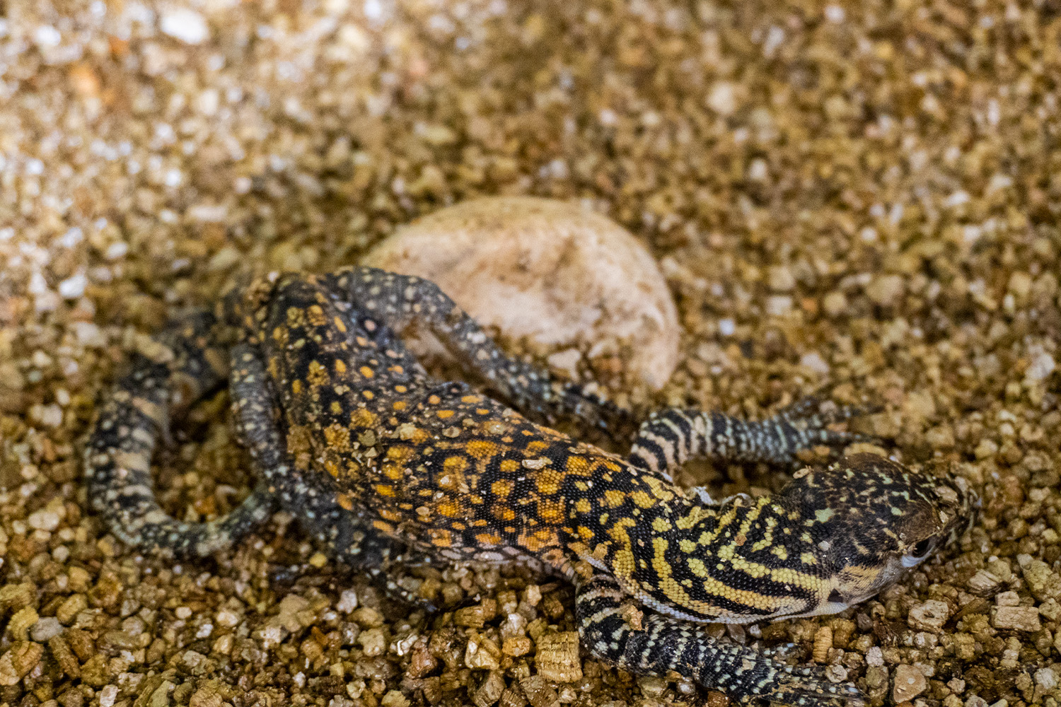 Lizard Luck: Komodo Dragons on the prowl in Spain - Olive Press News Spain